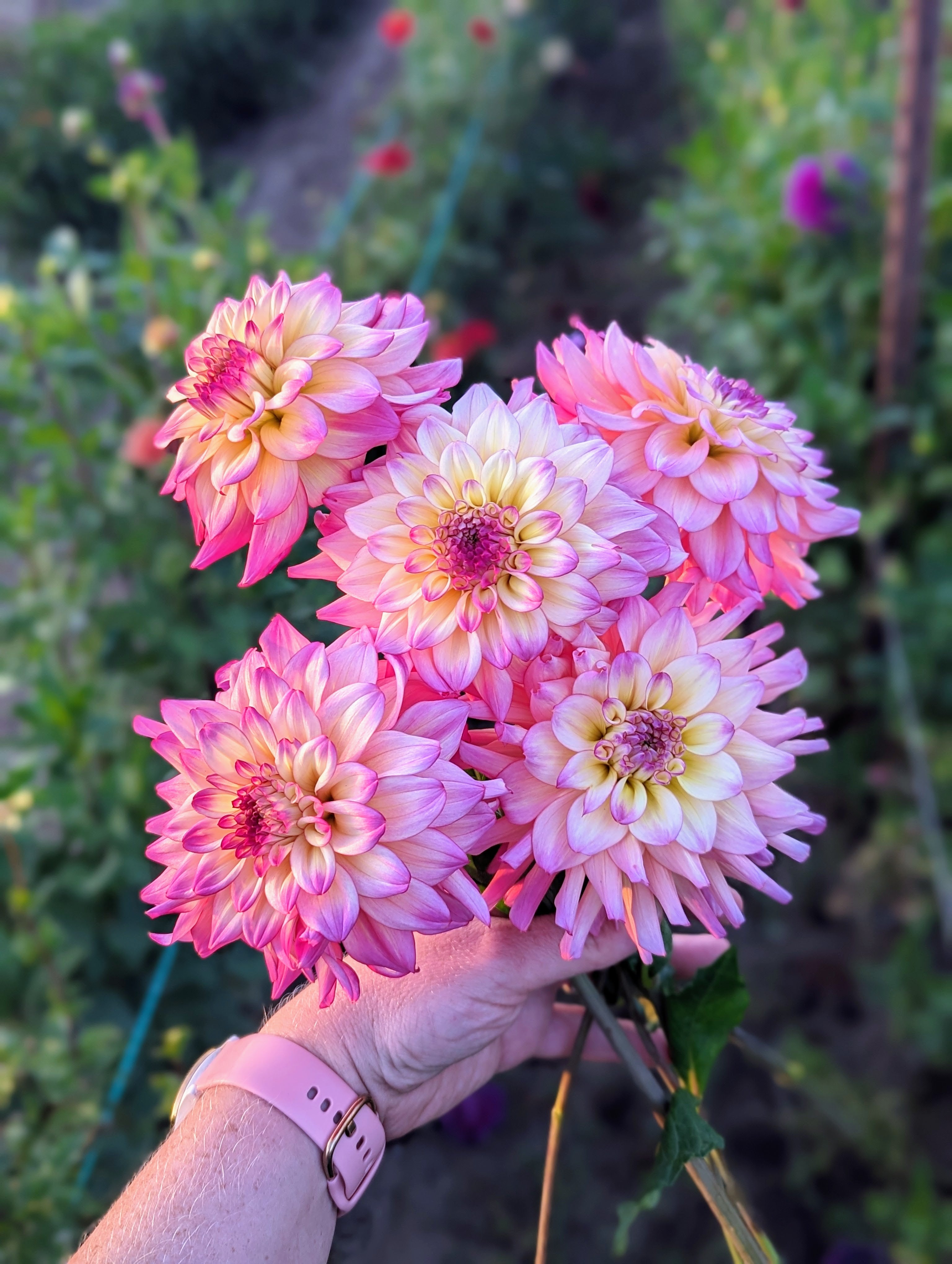 Just Peachy dahlia tuber – Vineyard Blooms