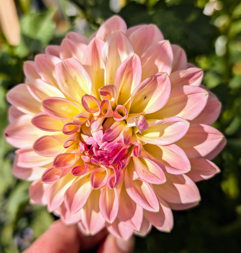 Bloomquist Alan dahlia – Vineyard Blooms