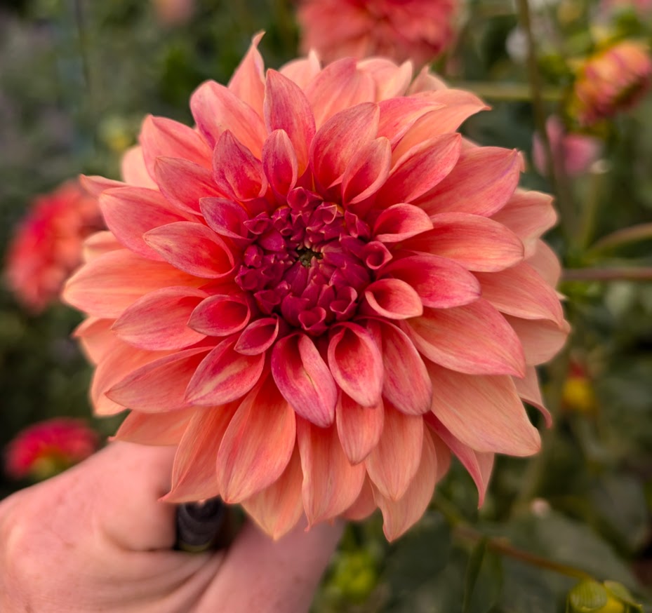Bloomquist Pleasing dahlia – Vineyard Blooms