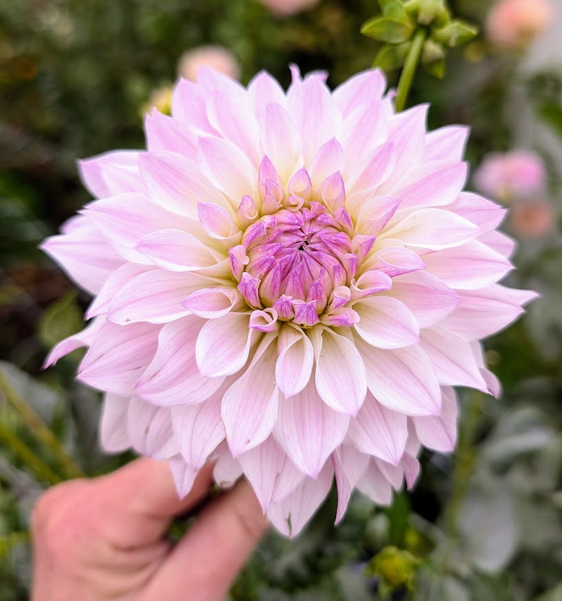 Bloomquist Compare dahlia – Vineyard Blooms