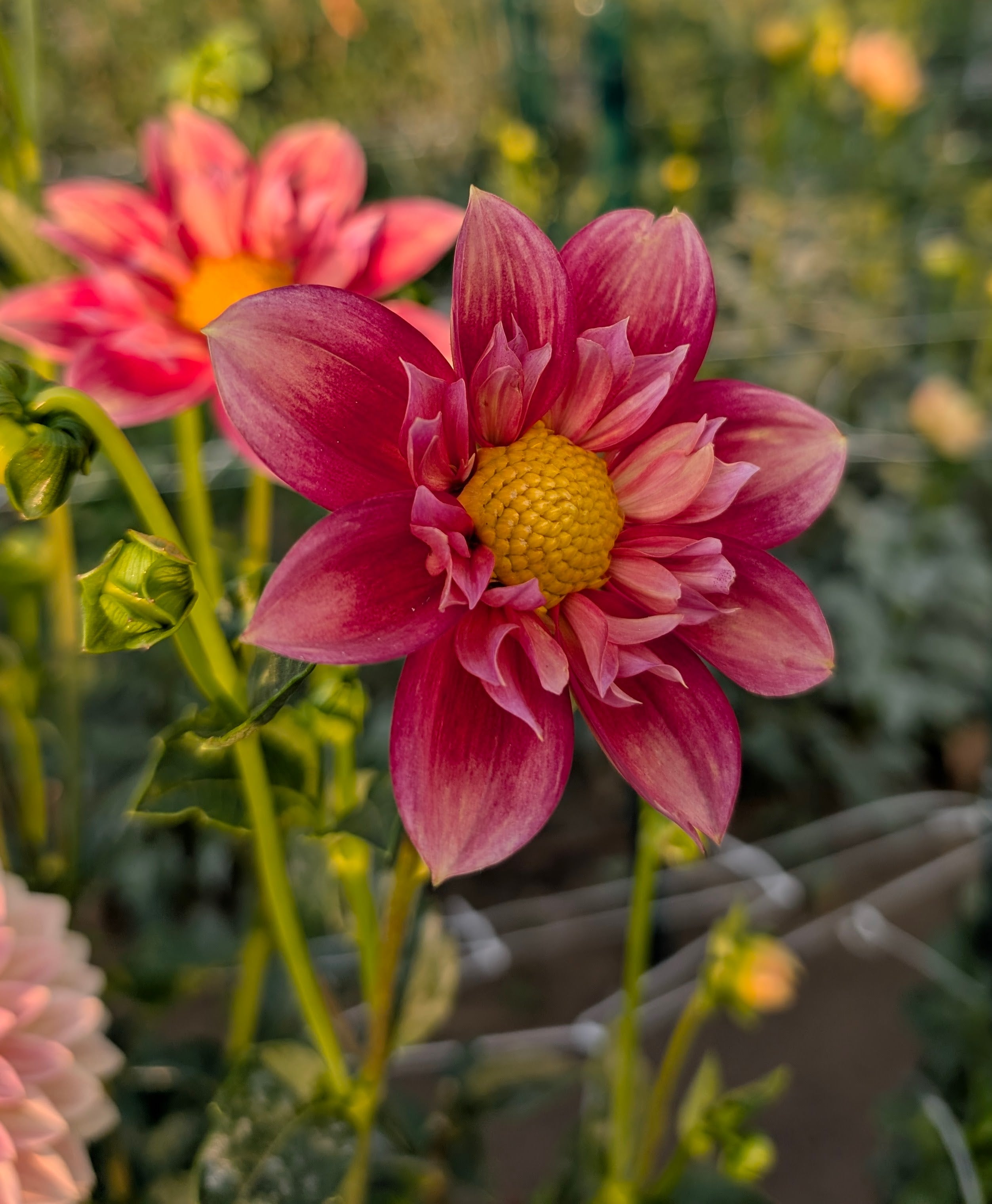 Bloomquist Simple dahlia tuber – Vineyard Blooms