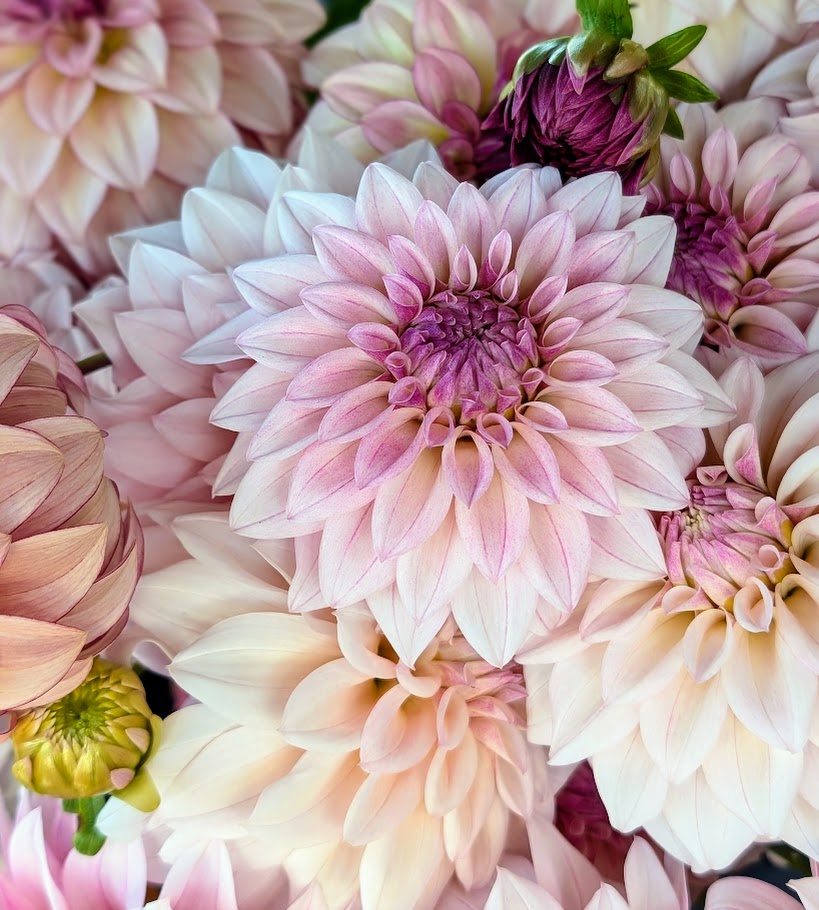 KA's® Mocha Jake – Vineyard Blooms