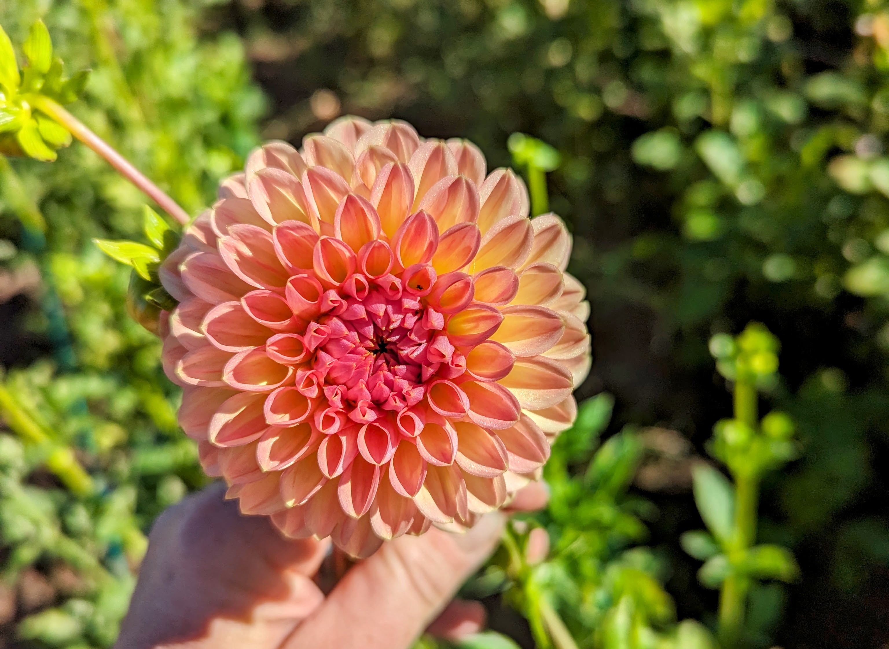 Larks Ebb dahlia – Vineyard Blooms