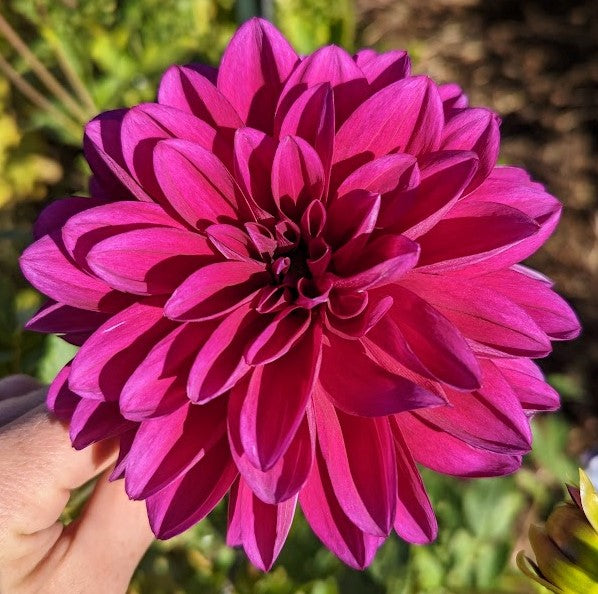 Cantiflora dahlia – Vineyard Blooms